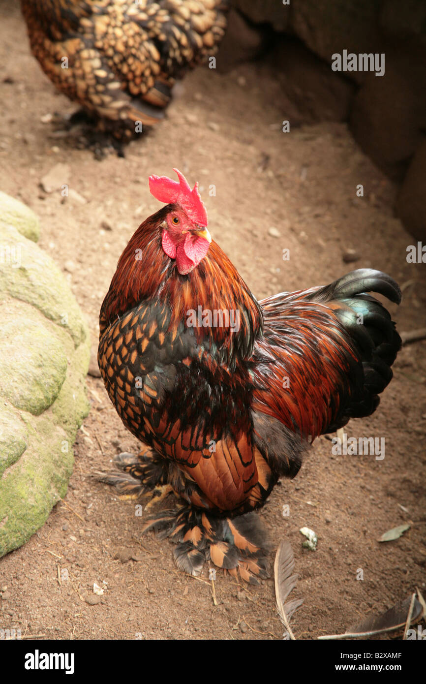 Feathered legs hi-res stock photography and images - Alamy