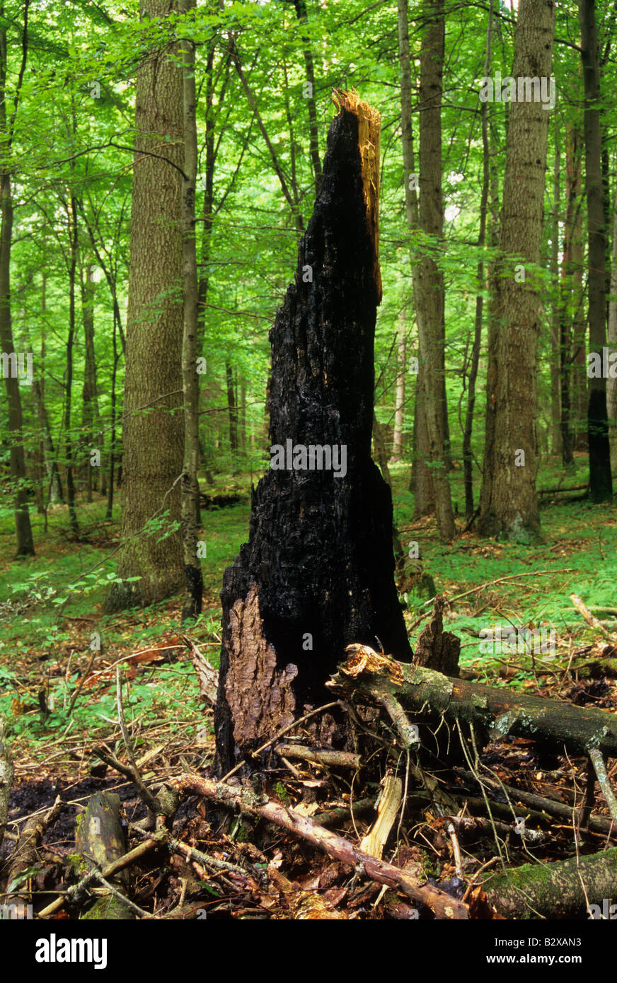 Lightning strike burnt tree after Lightning Striking Stock Photo - Alamy