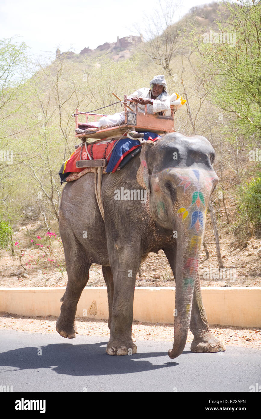 Decorated elephant near to the Amber Fort, Rajasthan, Jaipur, India ...