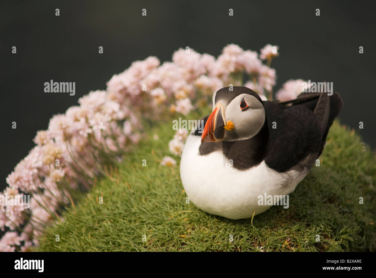 Puffin habitat hi-res stock photography and images - Alamy