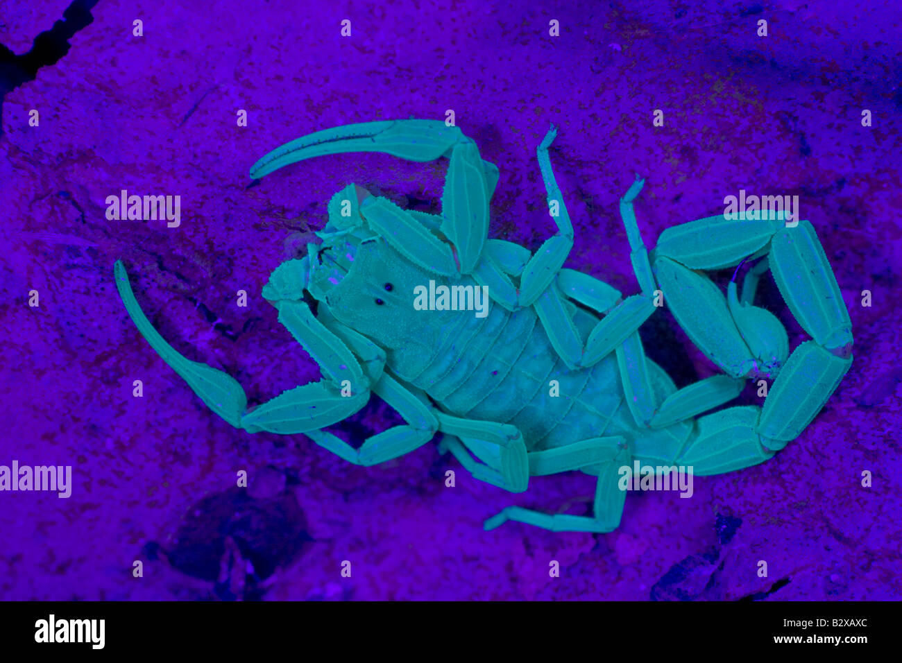 Bark Scorpion (Centruroides exilicauda) Photographed under UV light ...