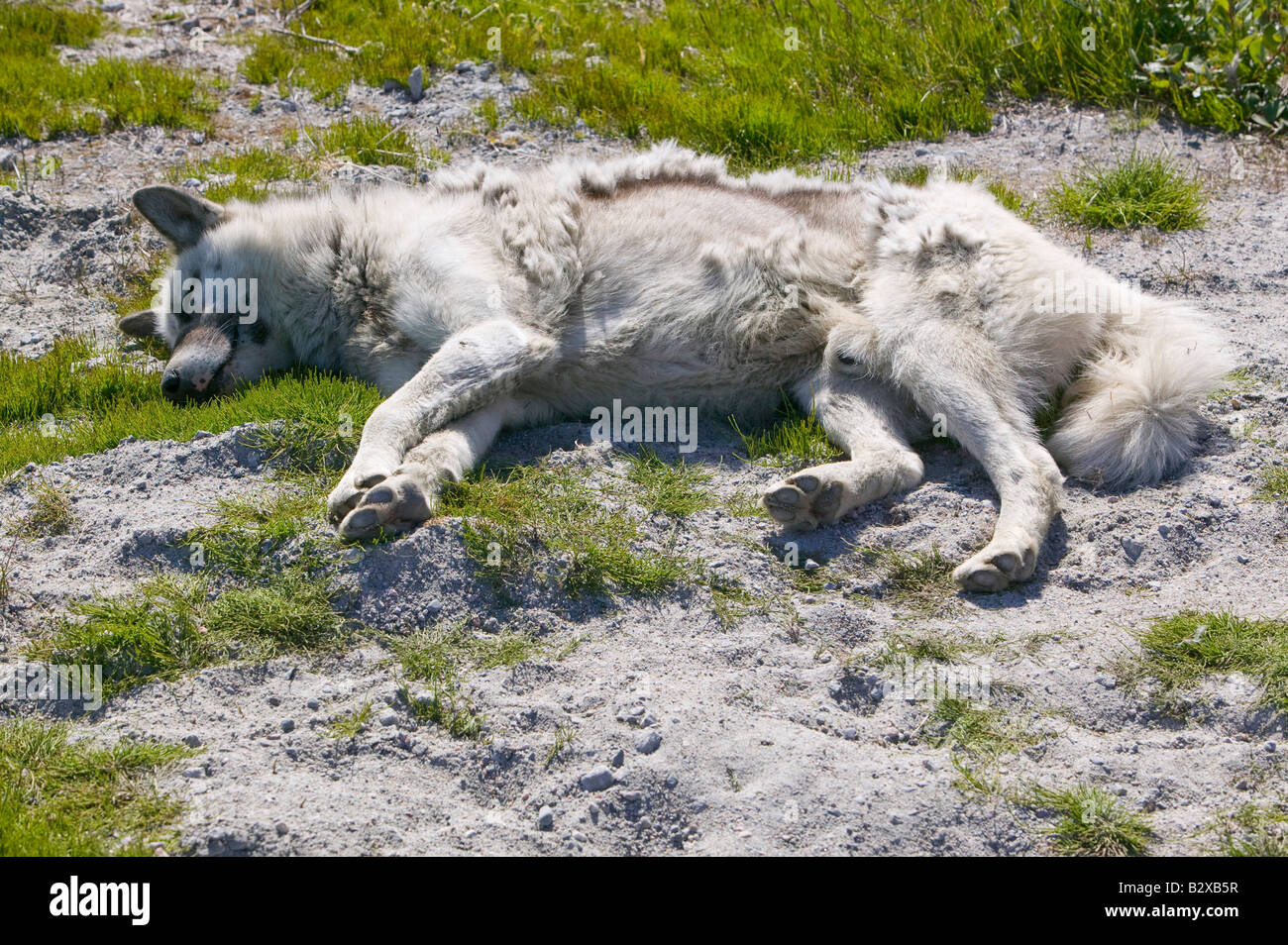 Inuit sled dog husky in Ilulissat on Greenland Stock Photo - Alamy