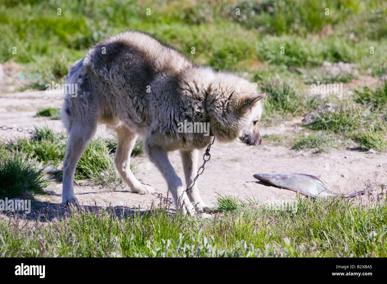 Inuit sled dog husky being fed on fish in Ilulissat on Greenland Stock ...