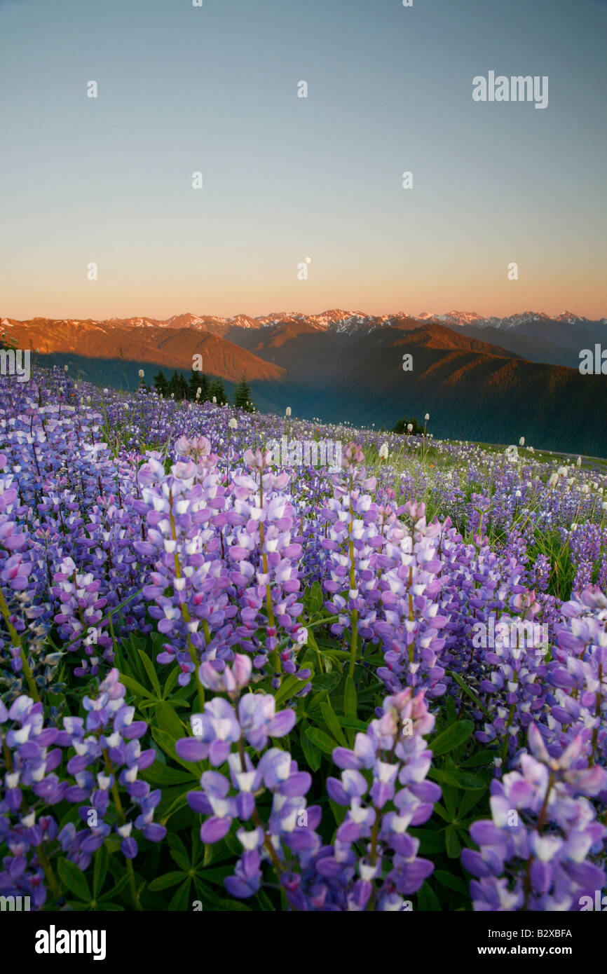 Moonrise over the Olympic Mountain Range and alpine wildflowers from ...