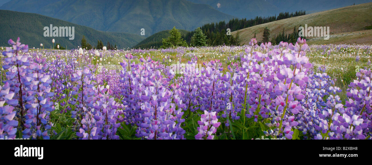 Olympic Mountain Range at sunset and alpine wildflowers from Hurricane ...