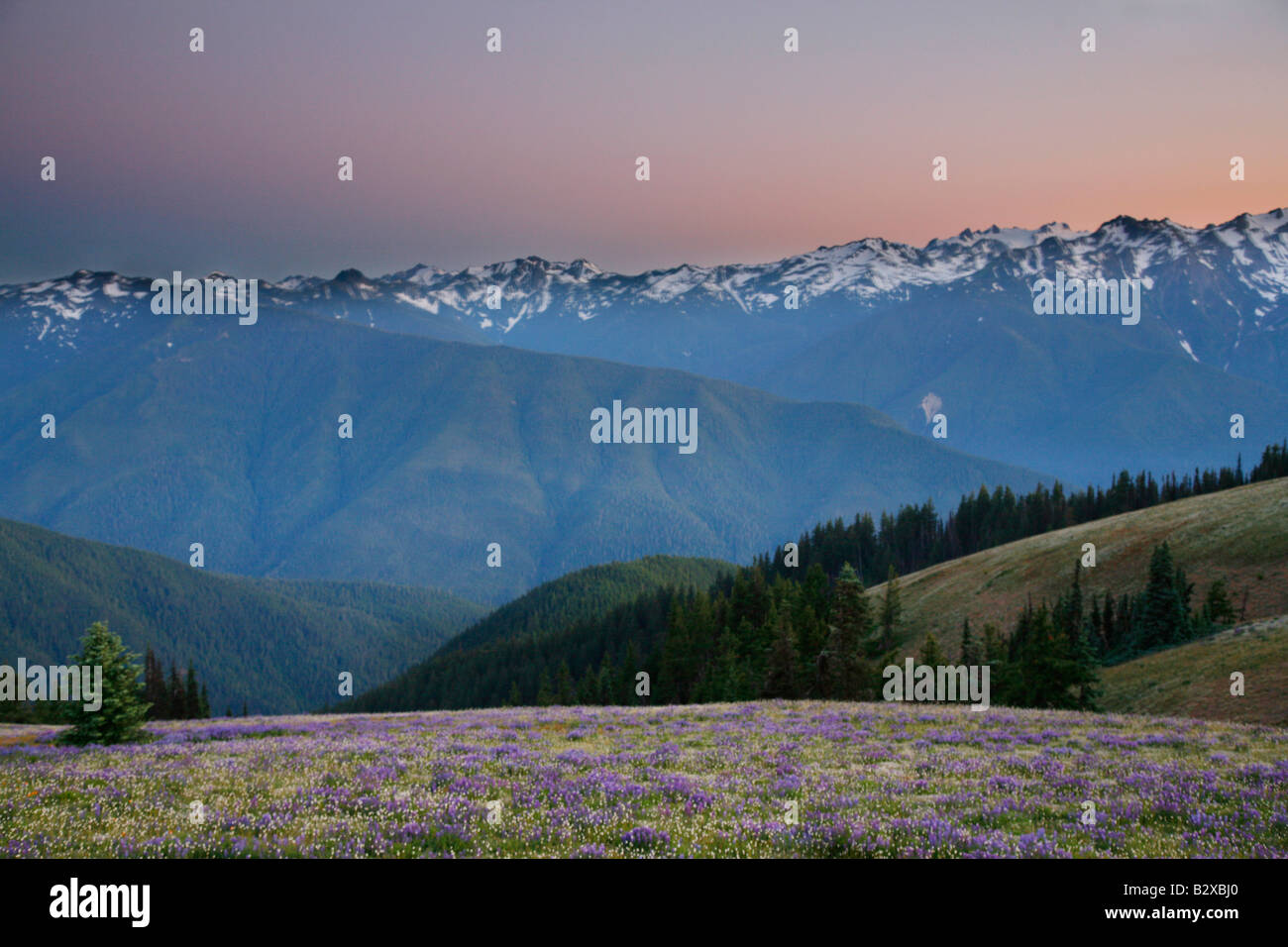 Olympic Mountain Range and alpine wildflowers from Hurricane Ridge ...