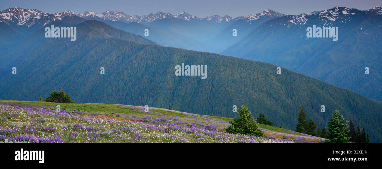 The Olympic Mountain Range and alpine wildflowers from Hurricane Ridge ...