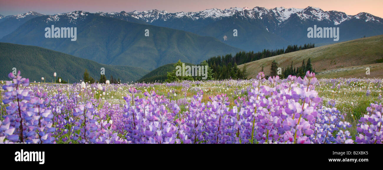 Olympic Mountain Range at sunset and alpine wildflowers from Hurricane ...