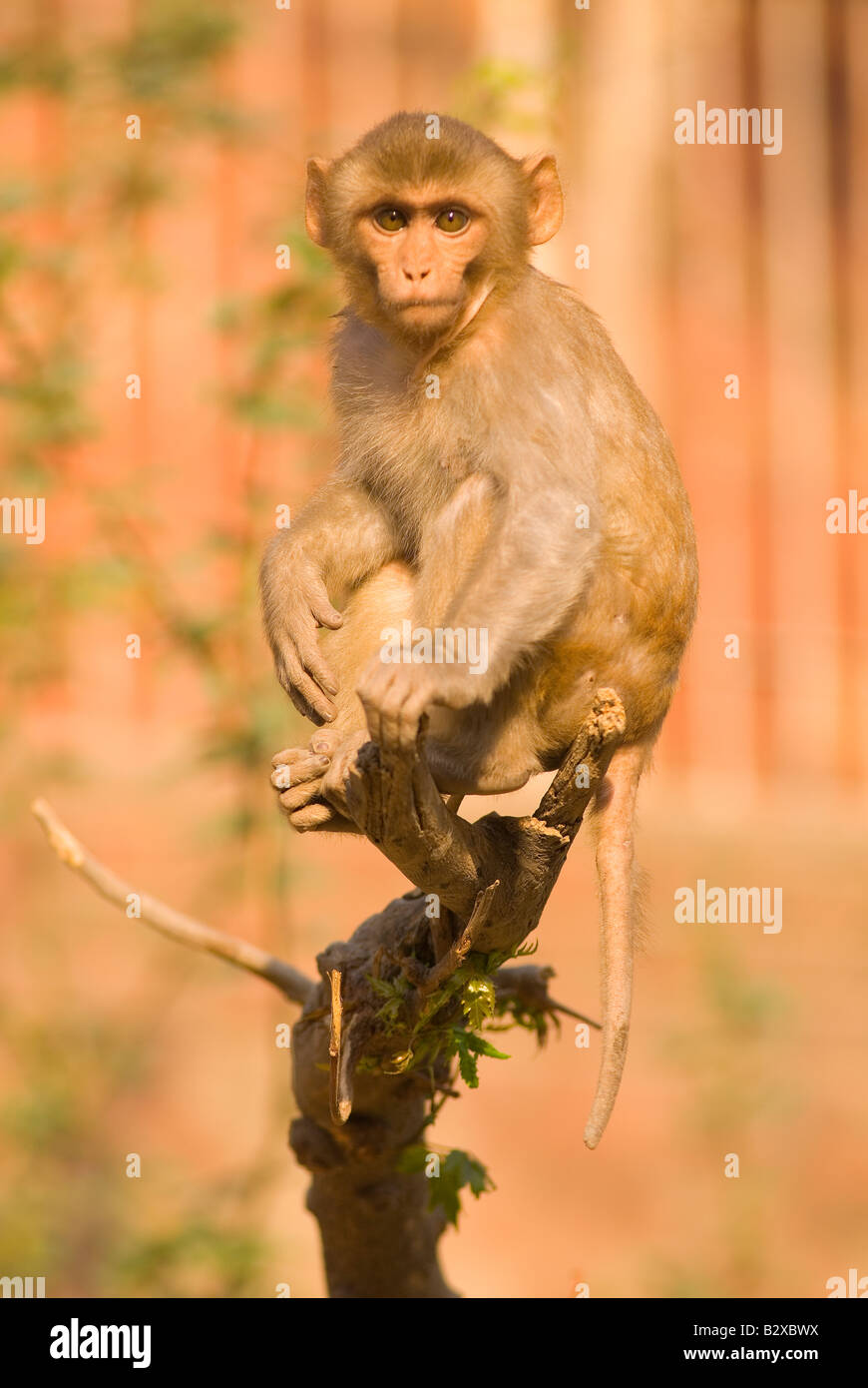 India wild monkey hi-res stock photography and images - Alamy