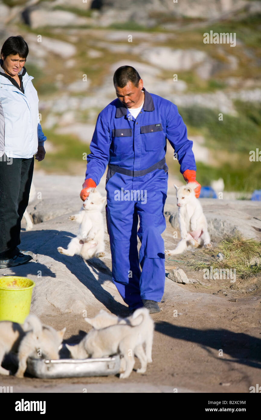 Inuit sled dog husky puppies in Ilulissat on Greenland Stock Photo - Alamy