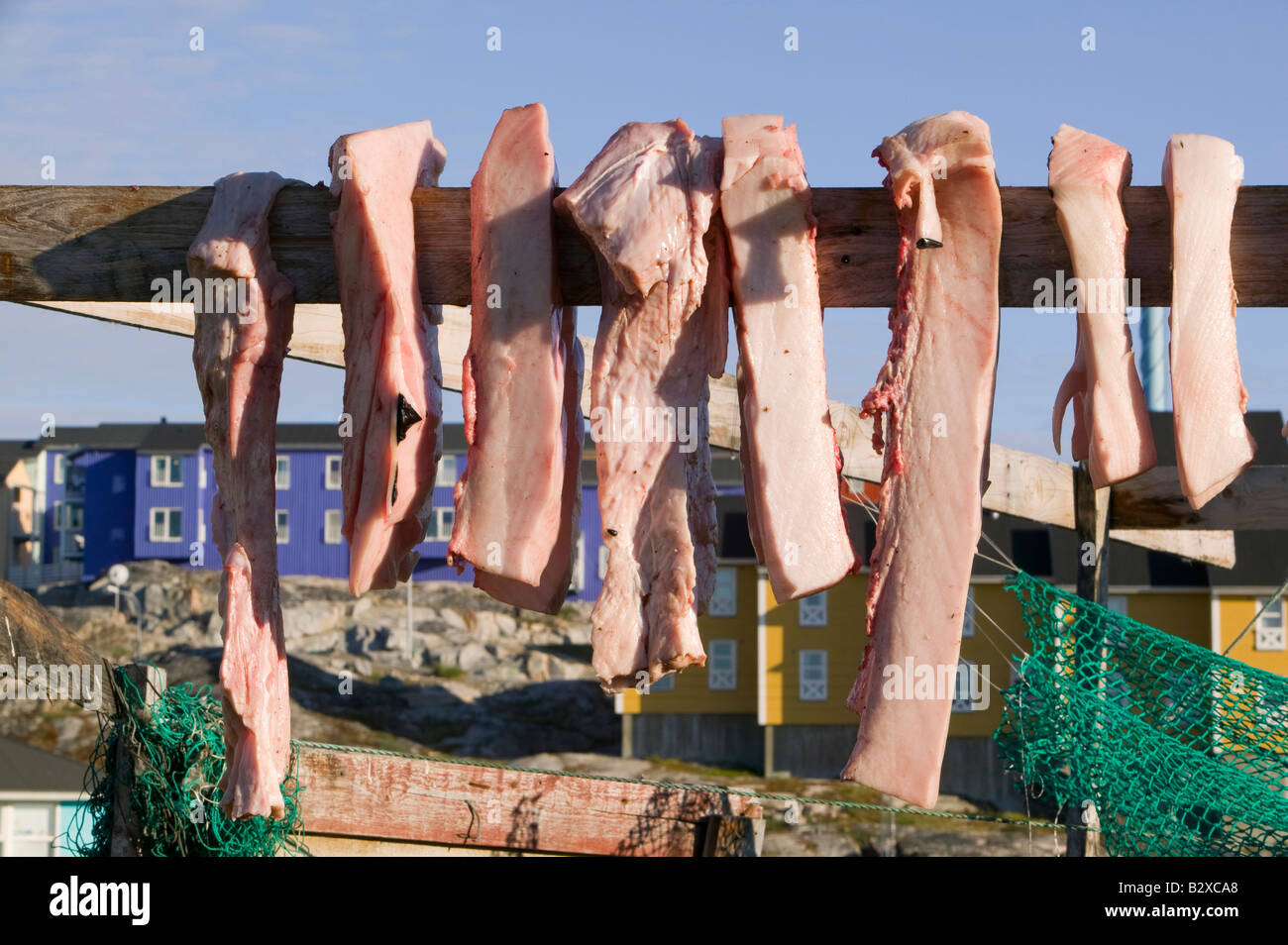 Seal Blubber Meaning at Adriana Fishburn blog