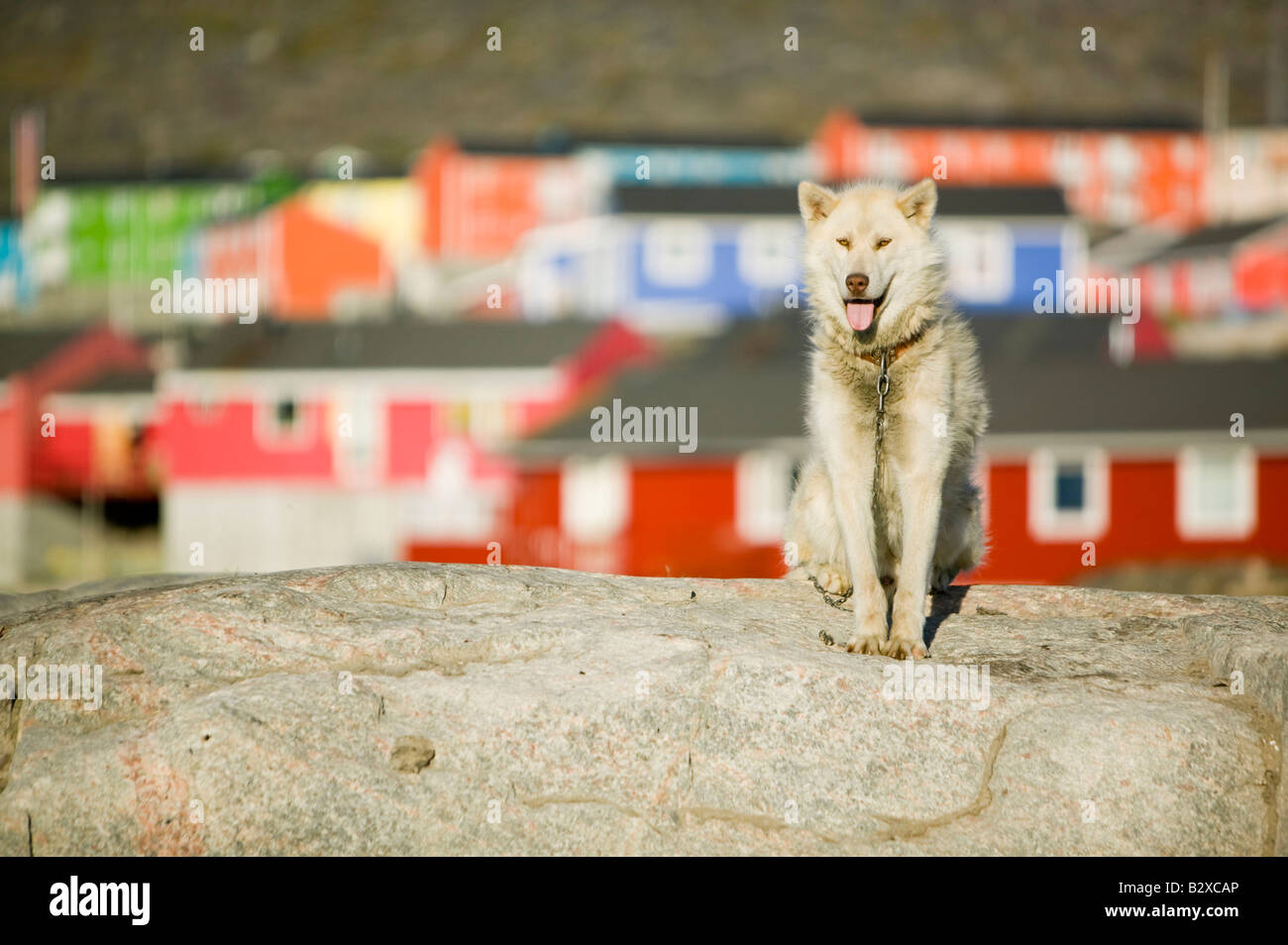Inuit sled dog husky in Ilulissat on Greenland Stock Photo - Alamy
