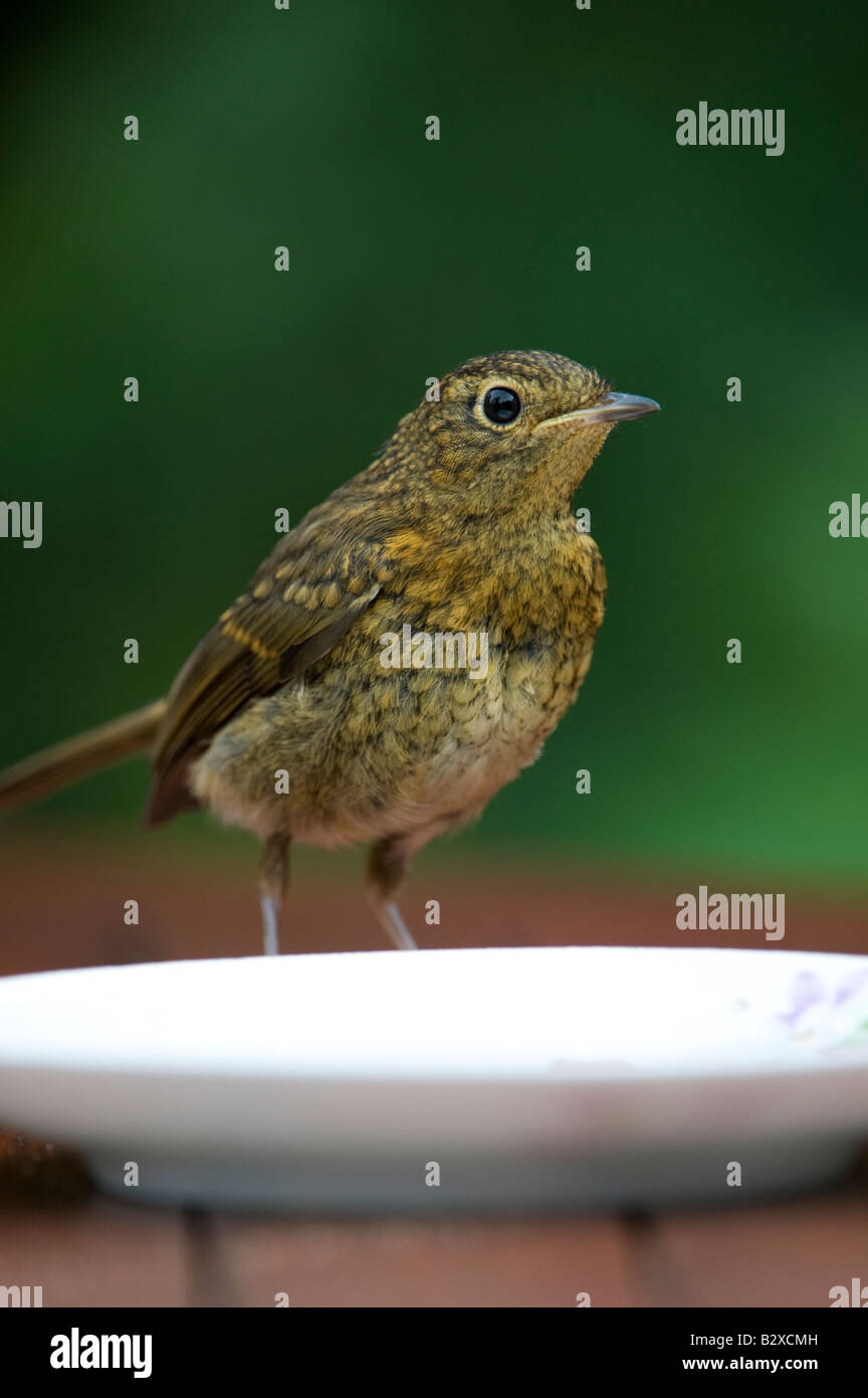 Juvenile Robin in front of a plate Stock Photo - Alamy