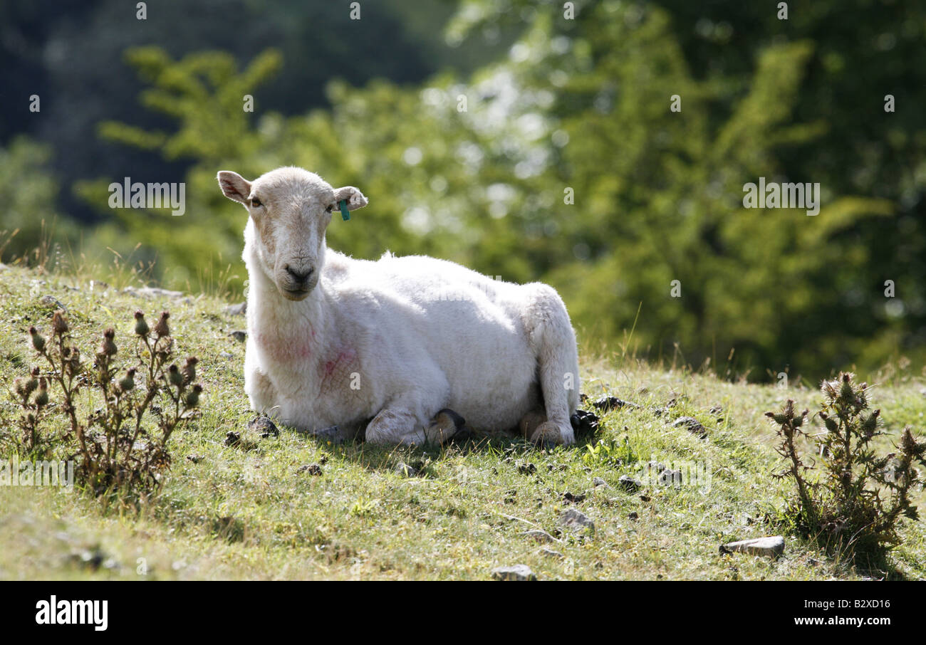 Ruminating sheep hi-res stock photography and images - Alamy