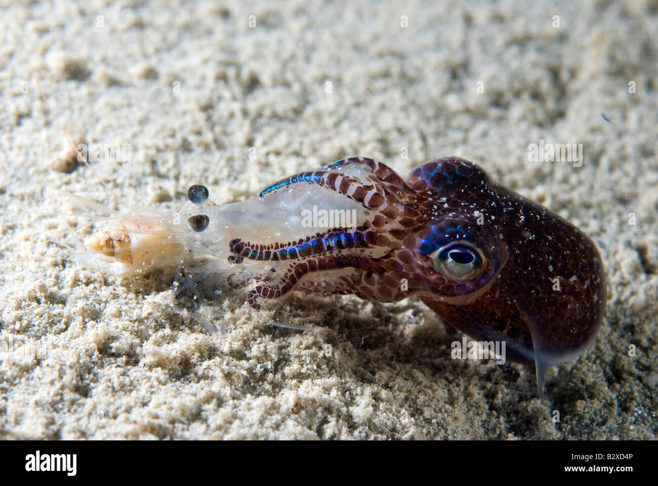 Sepiola hi-res stock photography and images - Alamy