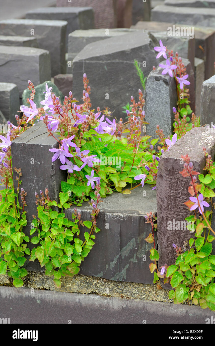 Purple slate stone hi-res stock photography and images - Alamy