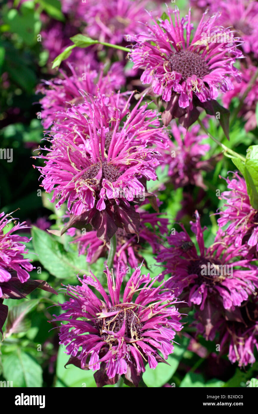 Piet oudolf hi-res stock photography and images - Alamy