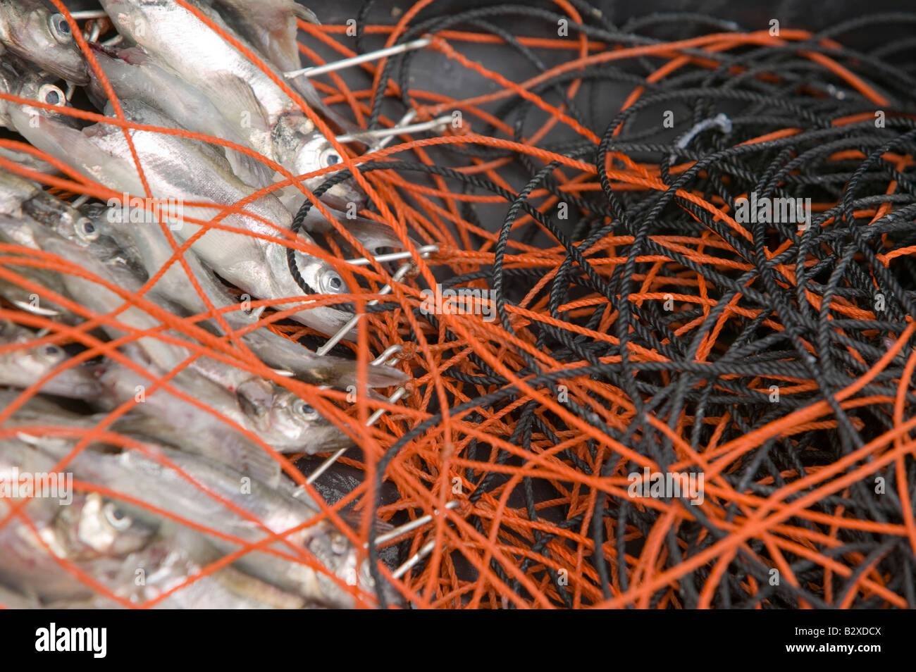 Bated lines catching greenland halibut hi-res stock photography and ...