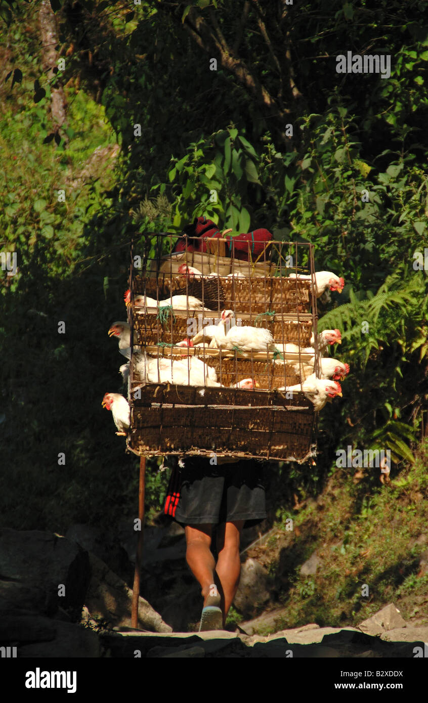 a Nepali Porter is carry Chicken Stock Photo - Alamy