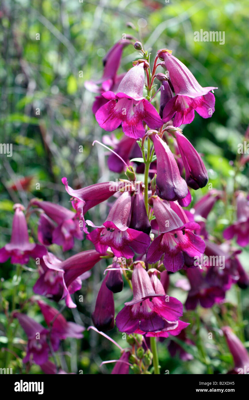 Raven Penstemon High Resolution Stock Photography and Images - Alamy