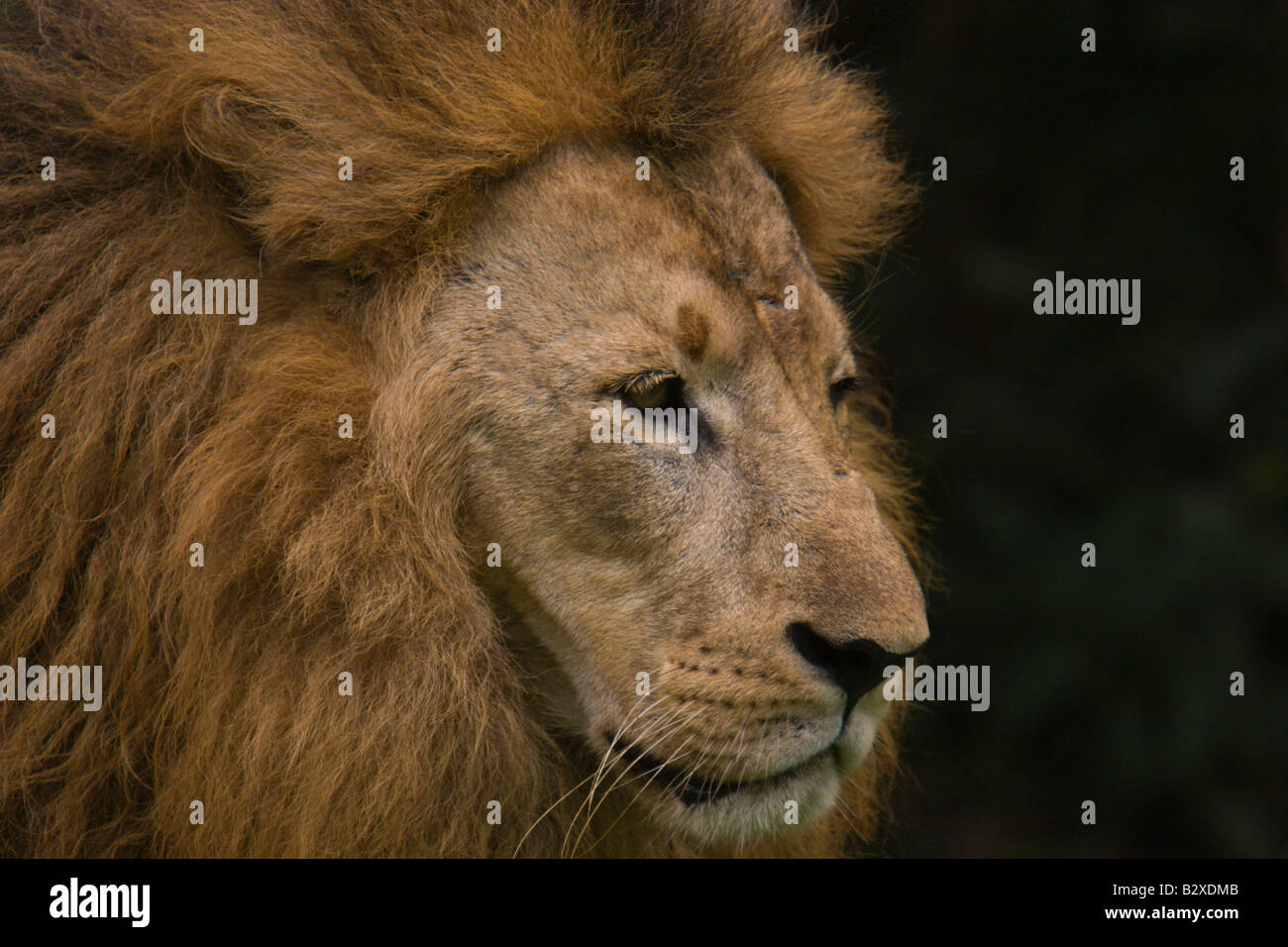 lion male king cat jungle plains africa Uganda Stock Photo - Alamy