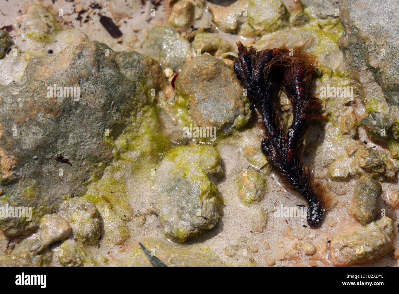 Sea weed at the beach hi-res stock photography and images - Alamy