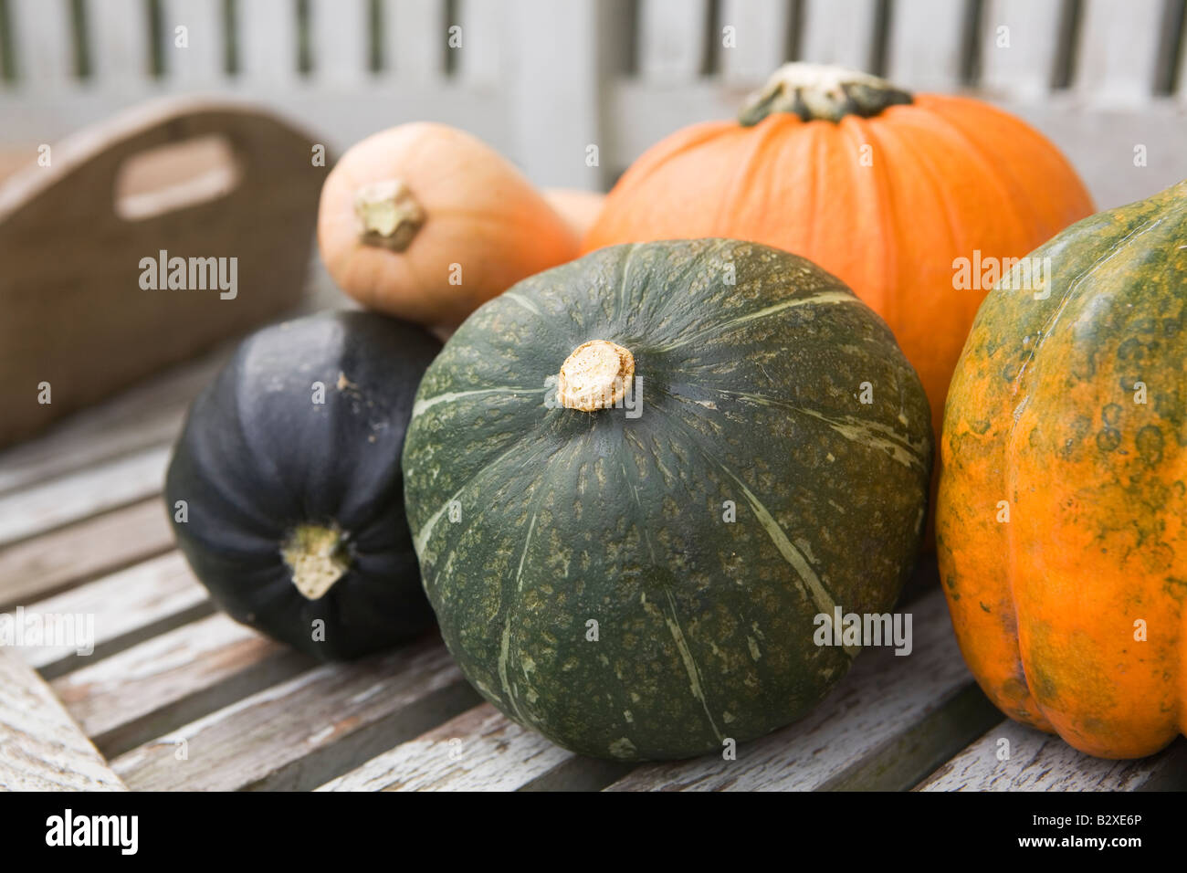 Selection of pumpkin and squash on wooden bench Stock Photo - Alamy
