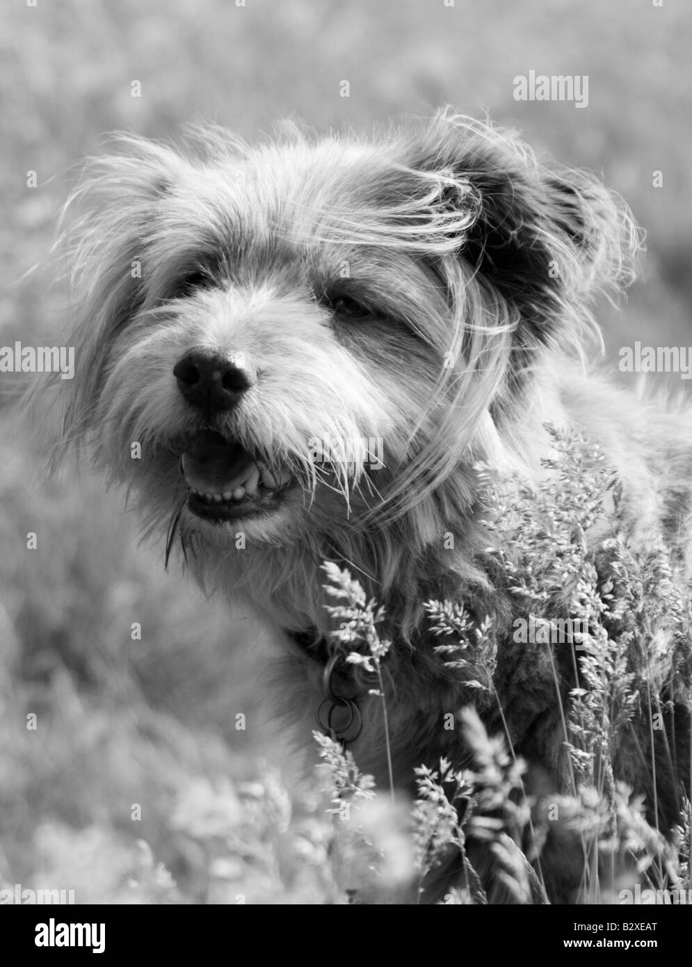 Cute, fluffy, unusual k9 dog in relaxed pose with adorable fluffy ears ...