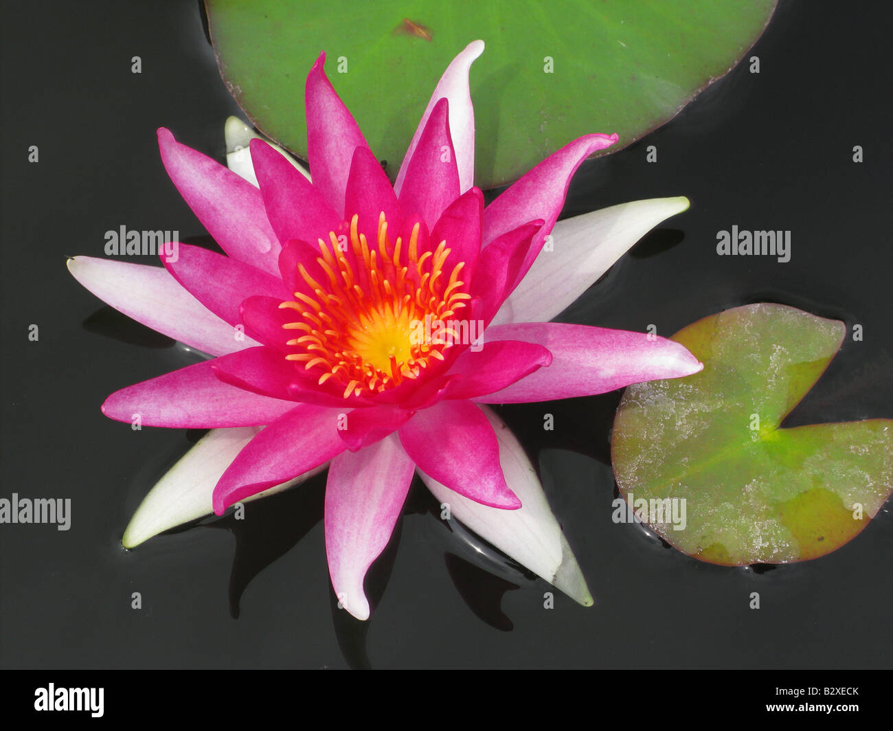 Pink water lily flower blooming Nymphea Stock Photo - Alamy