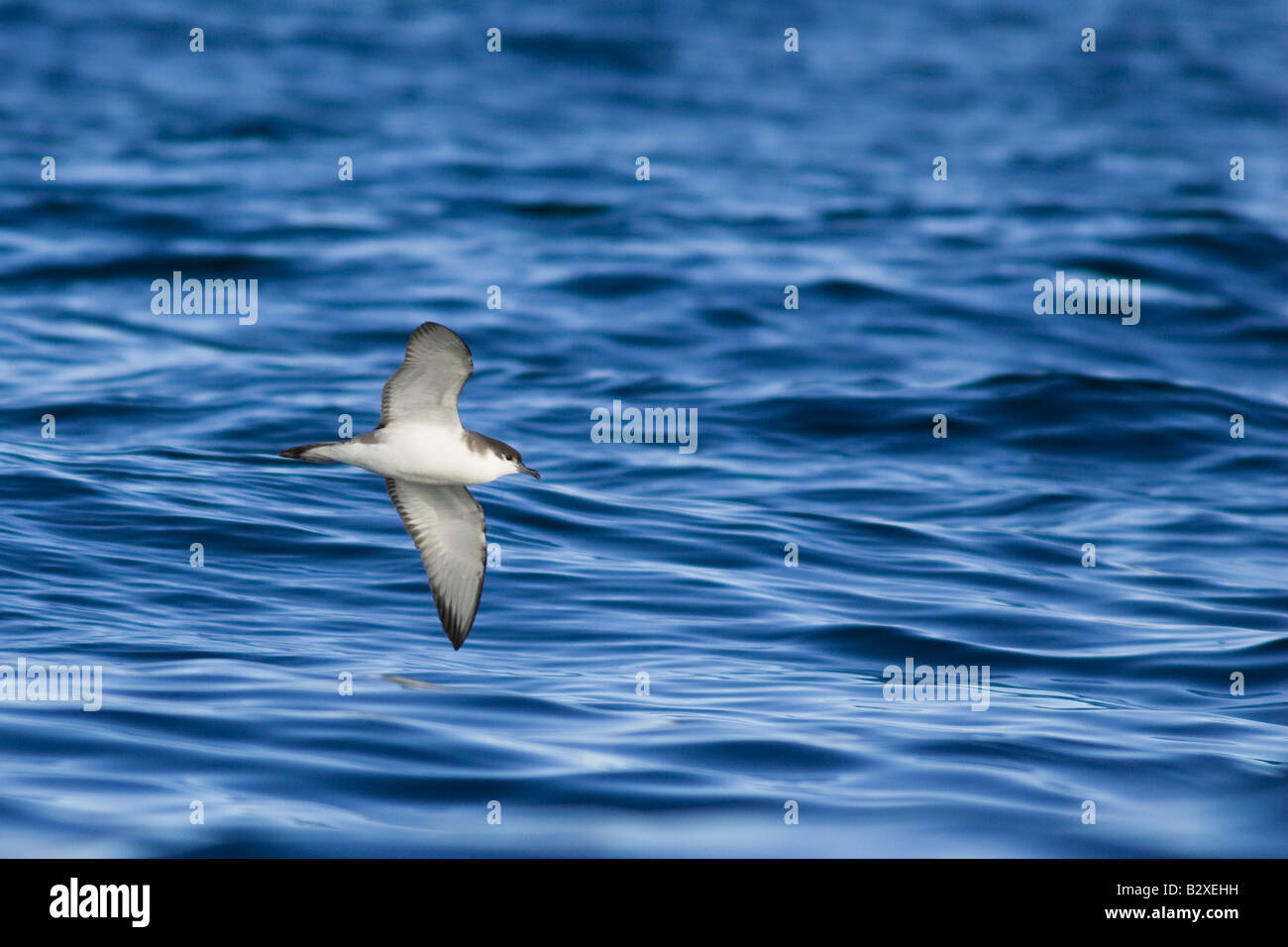 Little Shearwater (Puffinus assimilis) flying over water Stock Photo ...