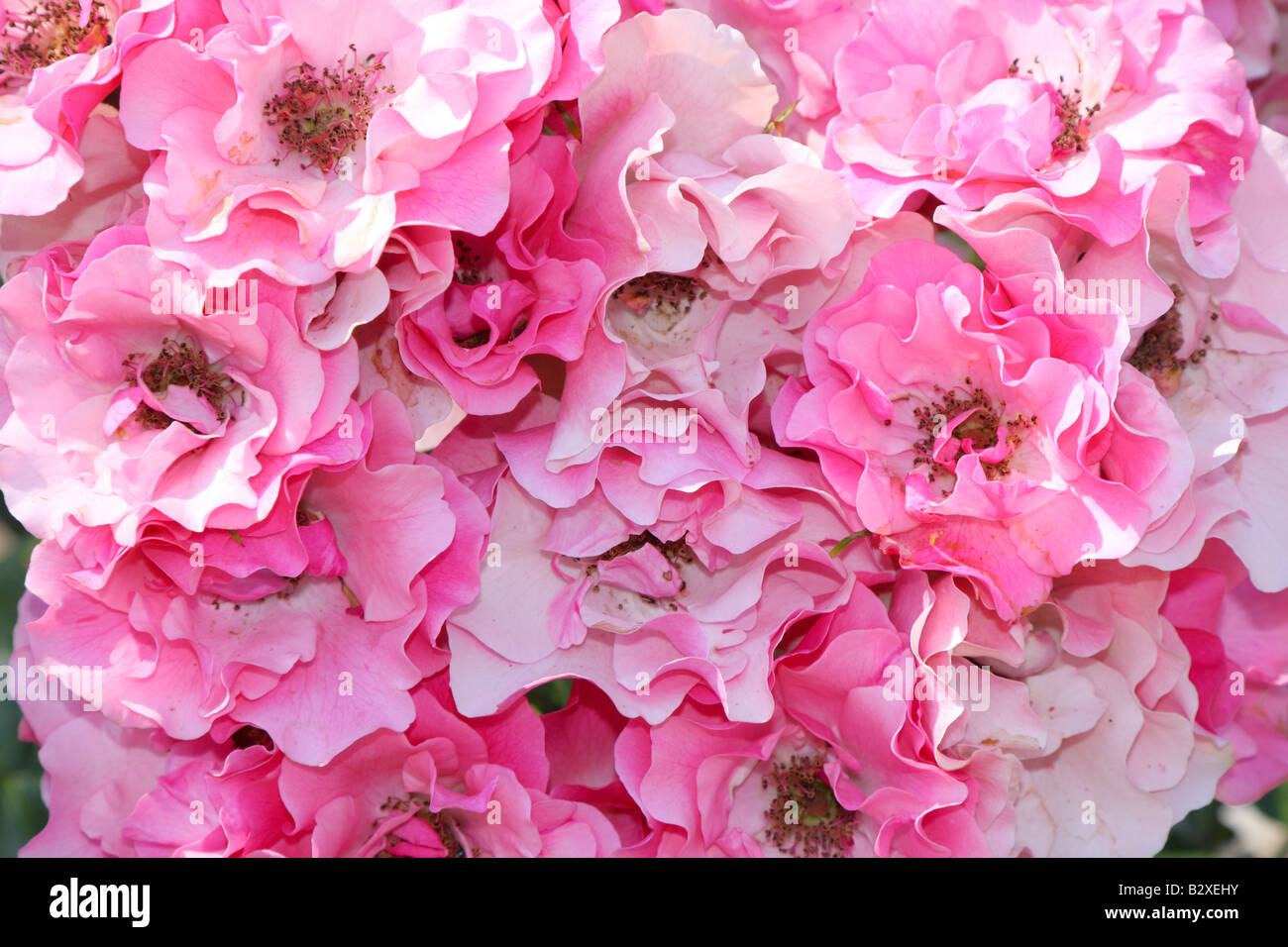 Pink roses blooming Rosa Stock Photo - Alamy