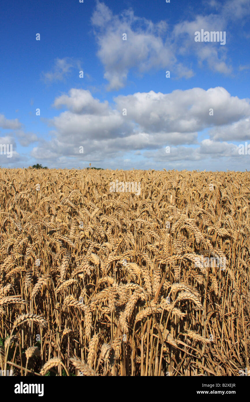 barley fields ready for harvest county of essex summer england uk gb ...