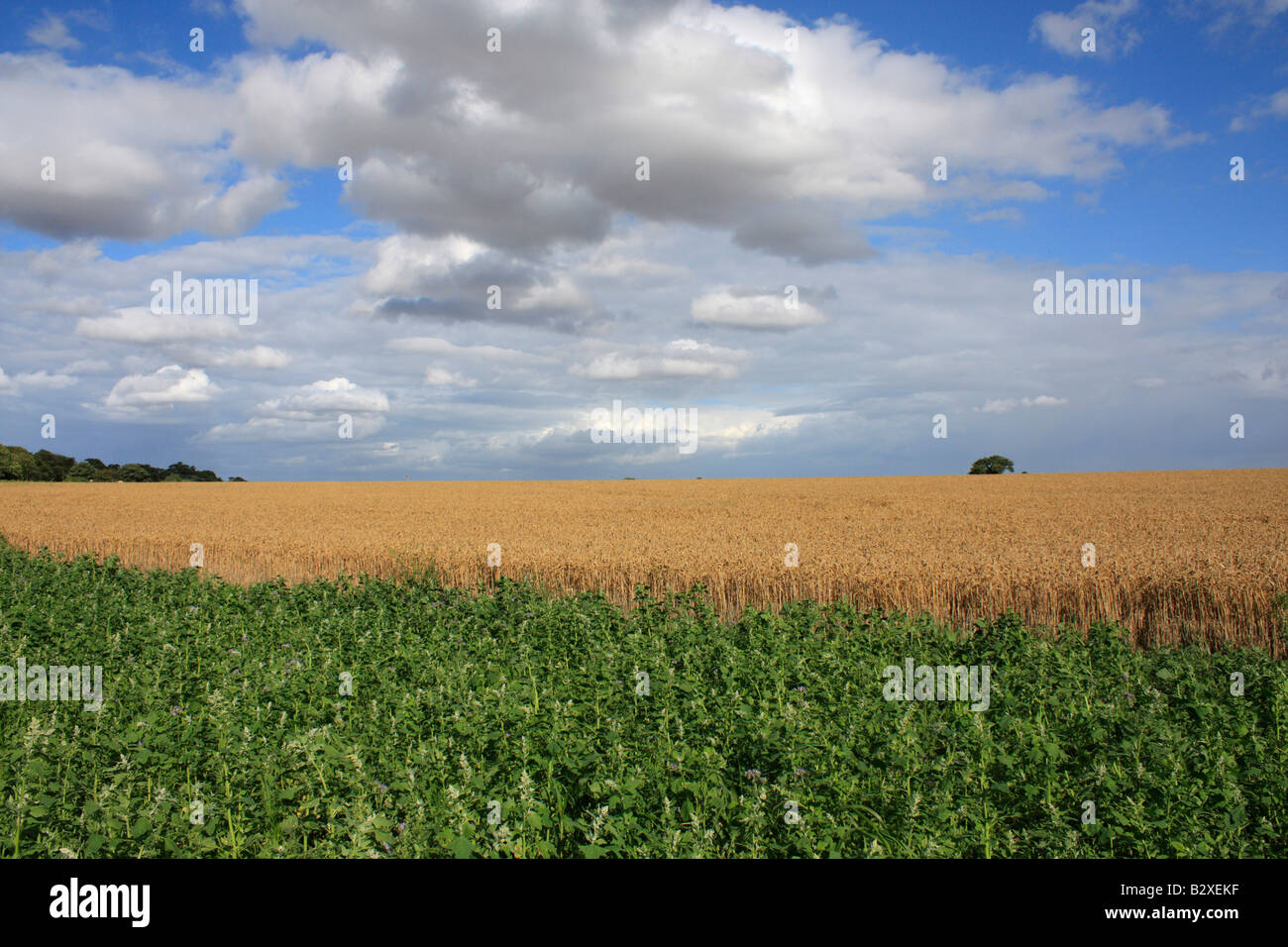 barley fields ready for harvest county of essex summer england uk gb ...