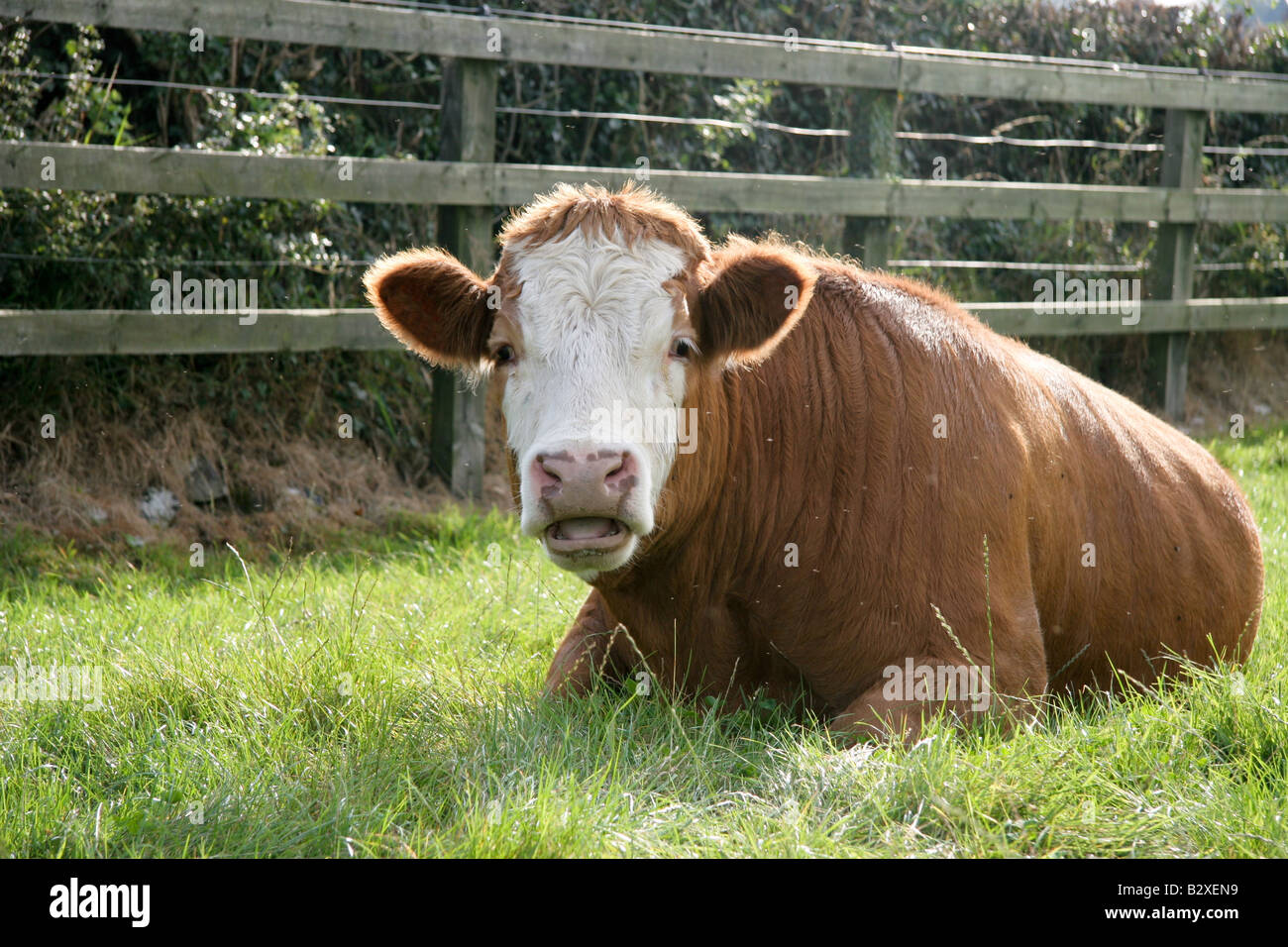 A brown bull relaxing in a meadow its head up Stock Photo - Alamy
