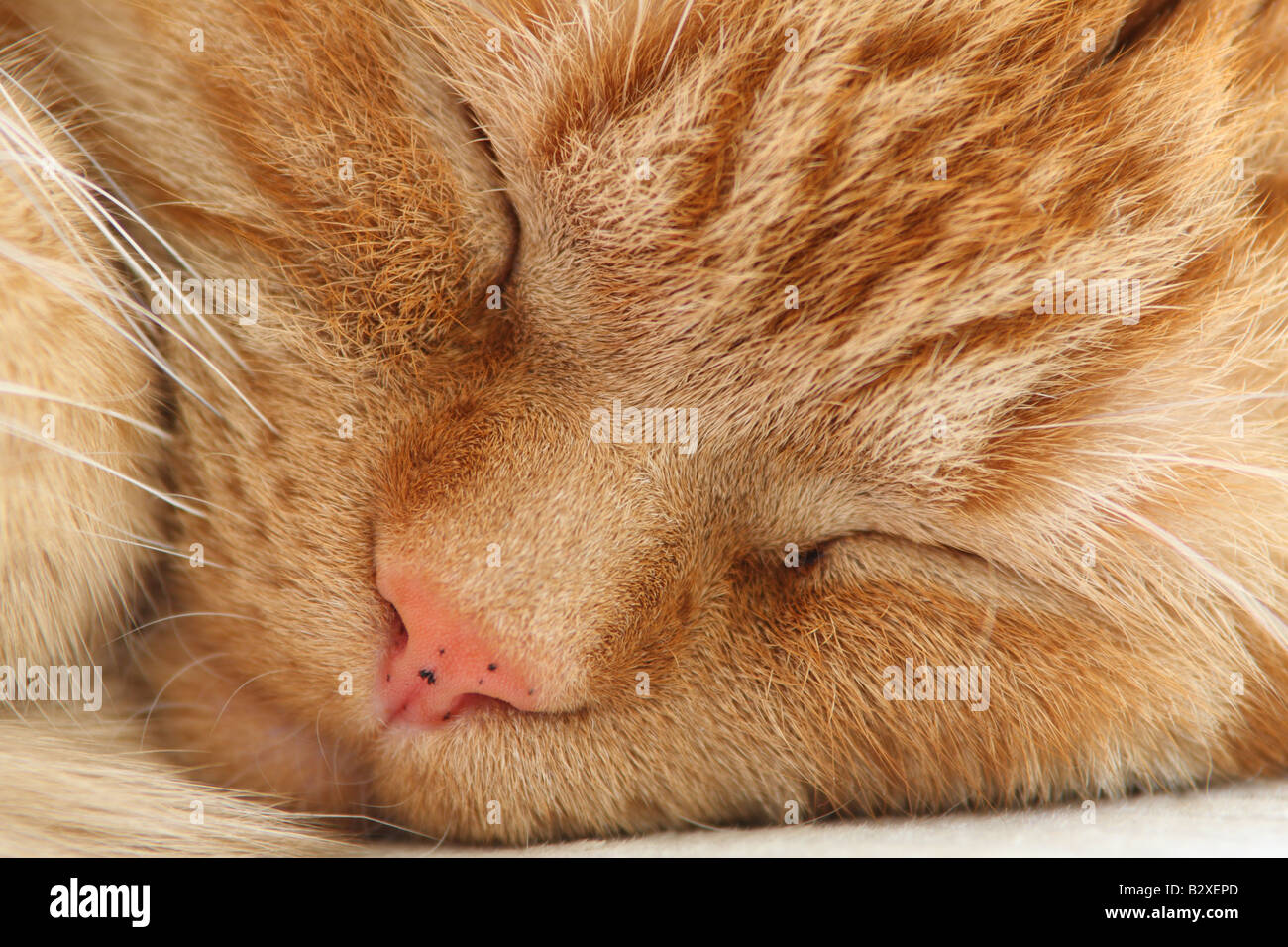 Sleeping ginger cat hi-res stock photography and images - Alamy