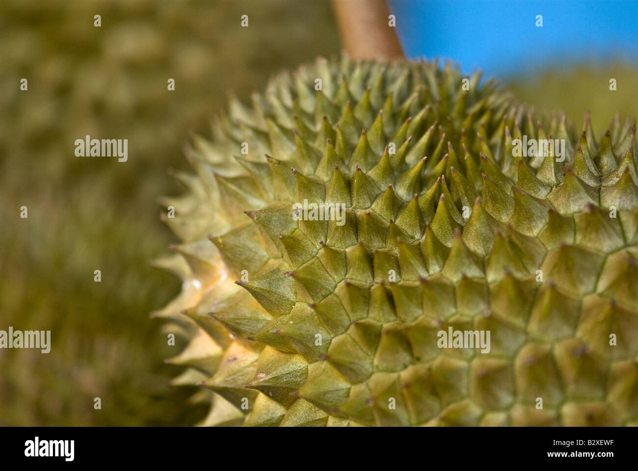 Durain fruit hi-res stock photography and images - Alamy