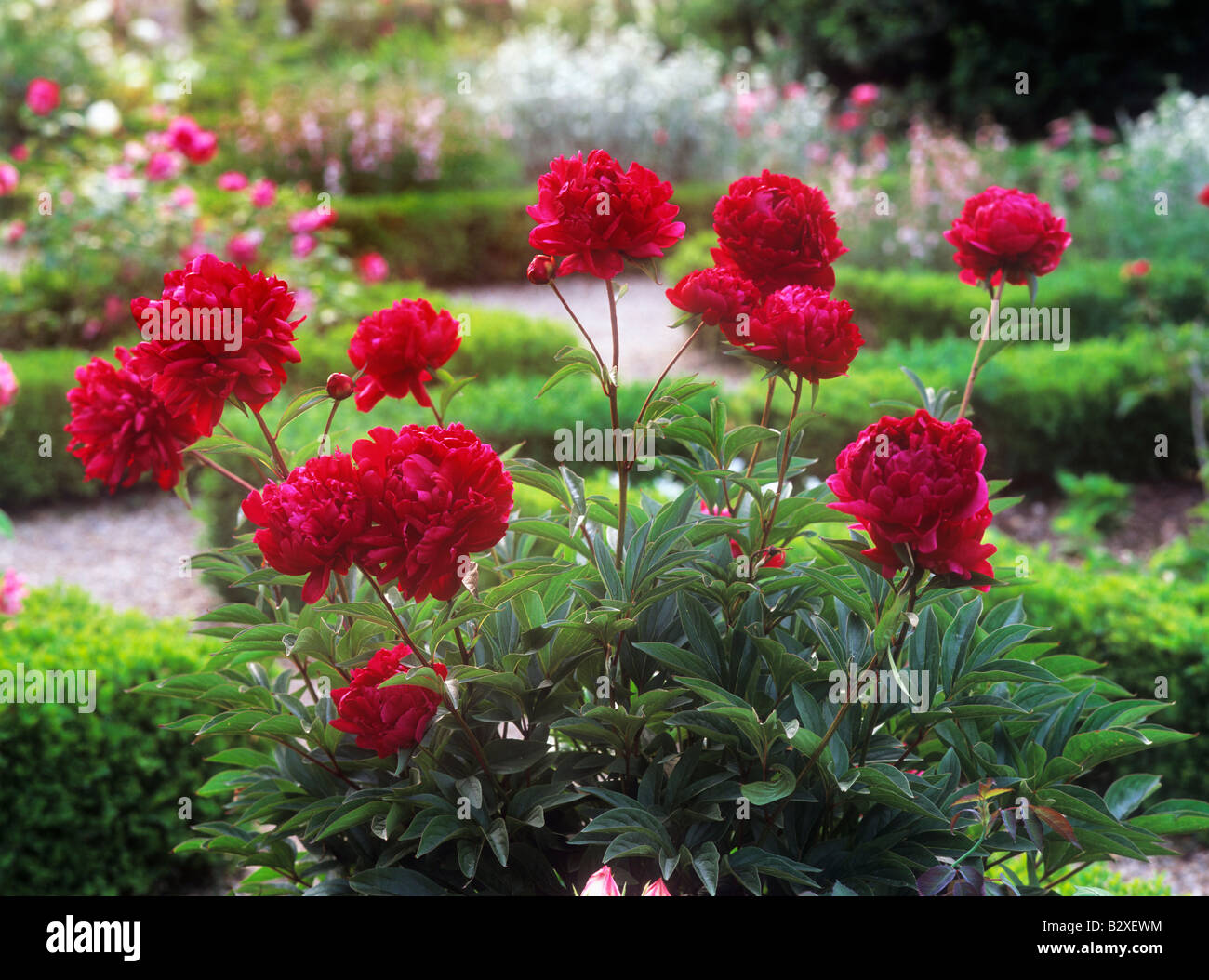 Peonies in full bloom hi-res stock photography and images - Alamy