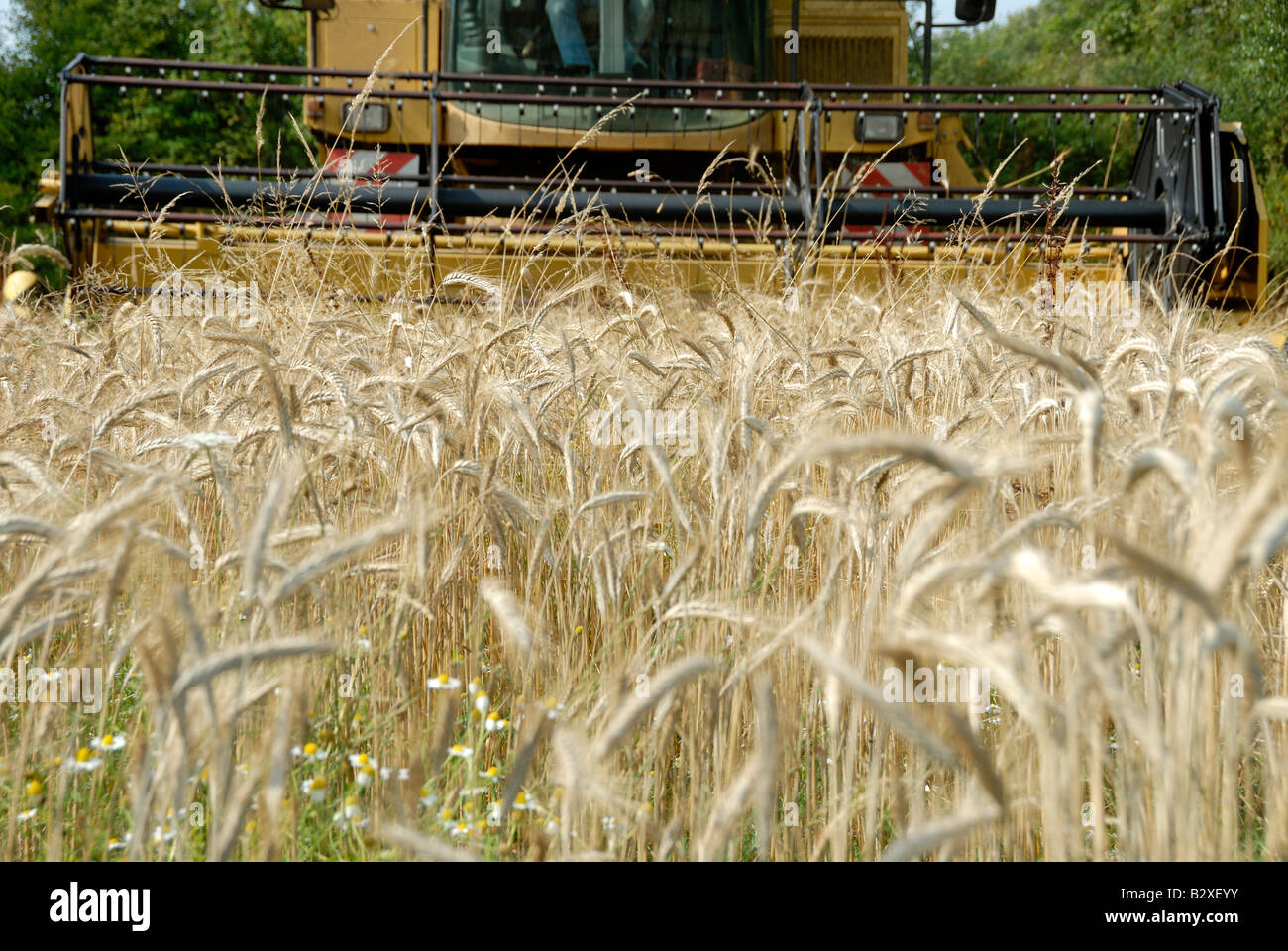 Stock photo of a combine harvester cutting wheat The image shows the ...