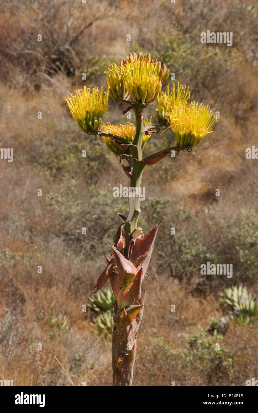 agave plant in the coastal desert of baja california, Mexico Stock ...
