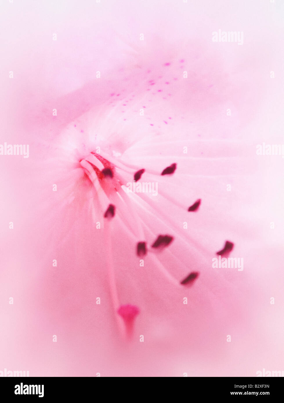 Beautiful Soft Pink Flower Stock Photo - Alamy