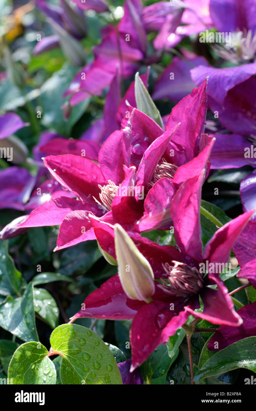 Picardy hi-res stock photography and images - Alamy