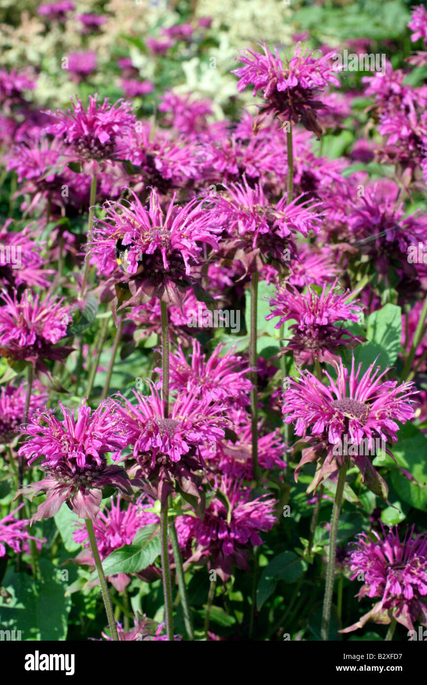 Piet oudolf oudolf hi-res stock photography and images - Alamy