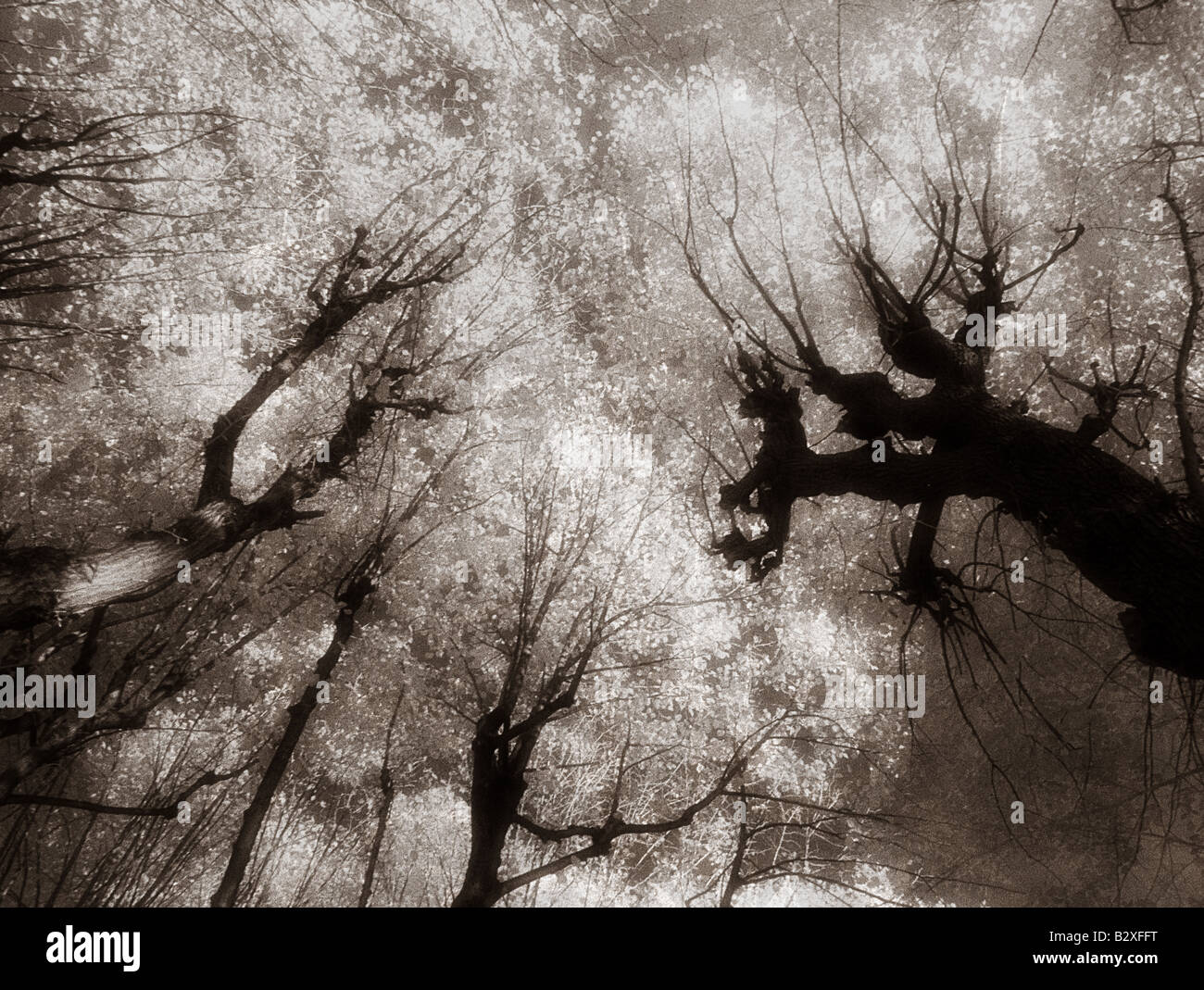 Dark Mysterious Trees Stock Photo - Alamy