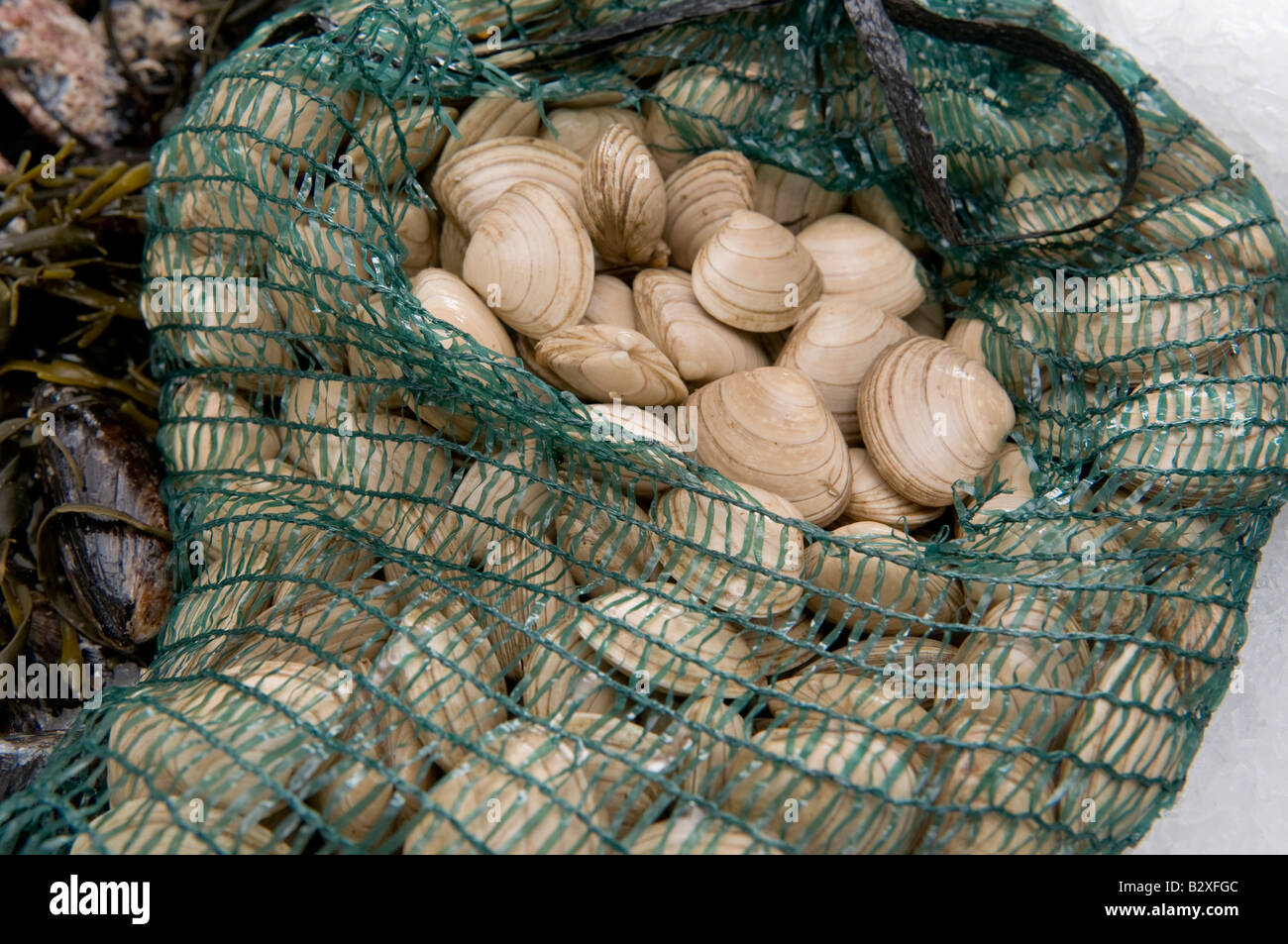 Surf clam uk hi-res stock photography and images - Alamy