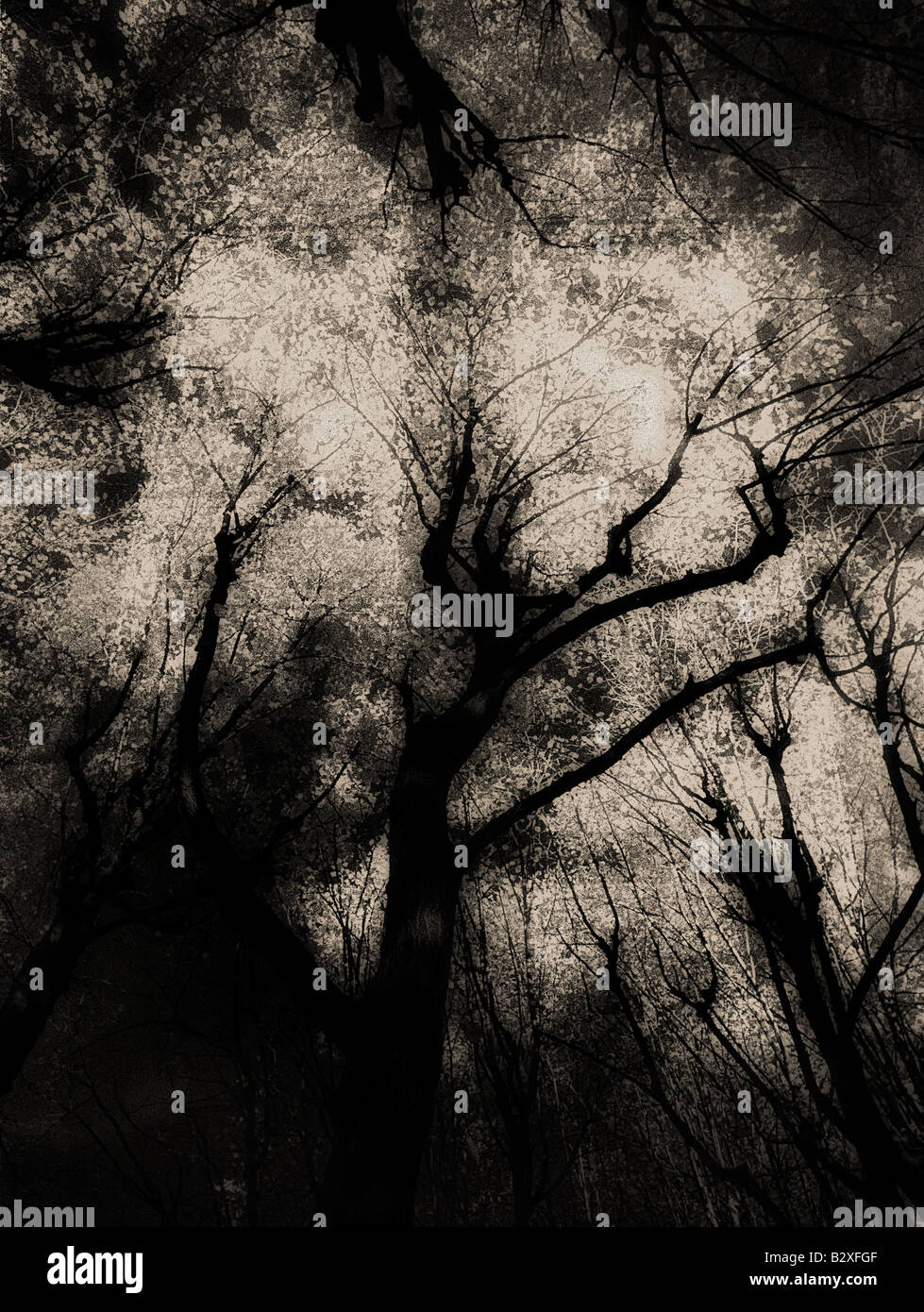 Dark Mysterious Trees Stock Photo - Alamy