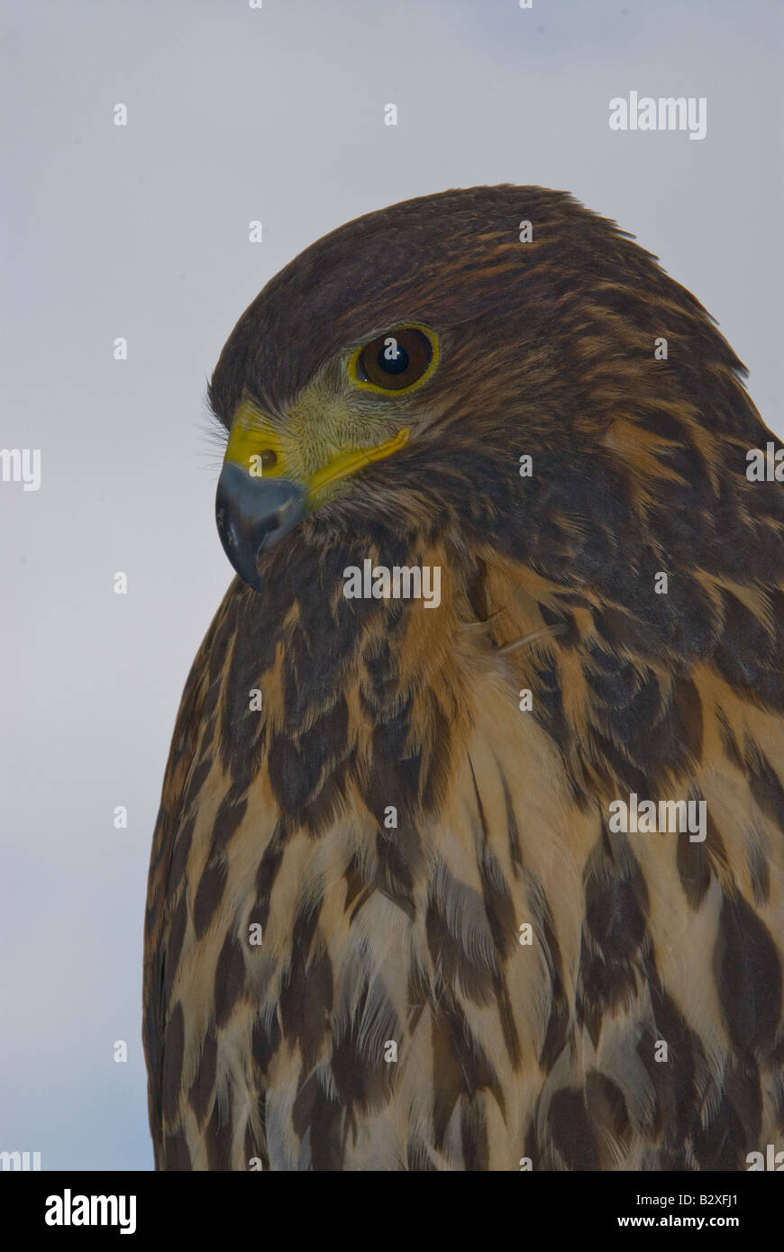 Hawk Close Up Stock Photo - Alamy