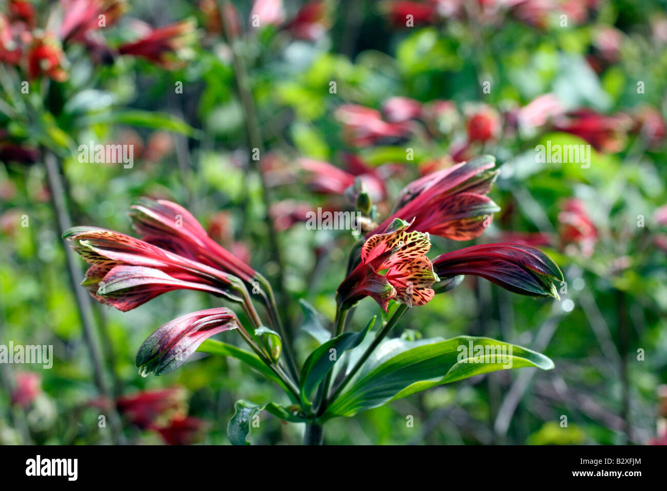 Psittacina hi-res stock photography and images - Alamy