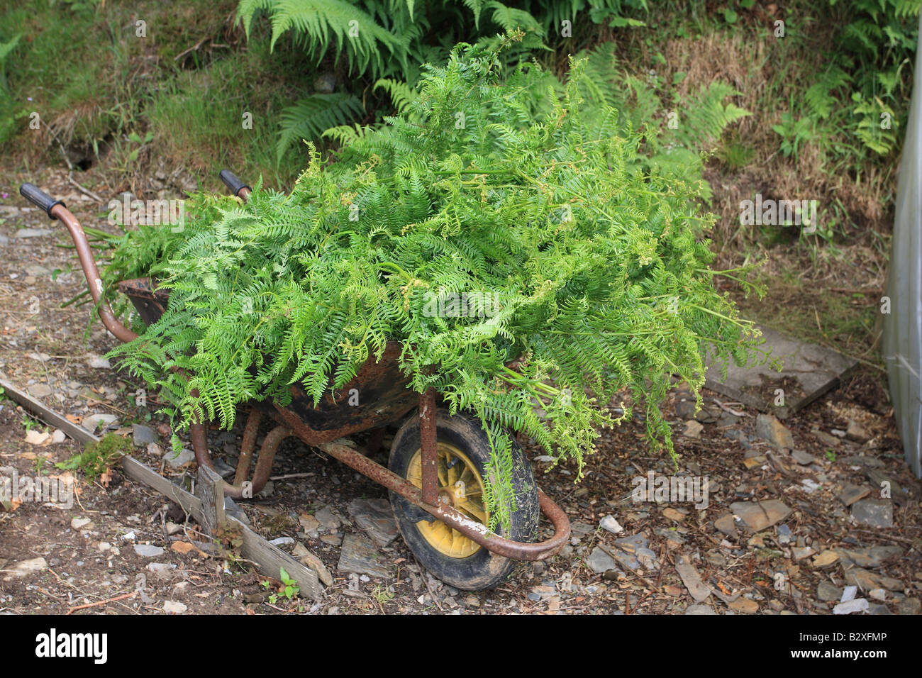 COMPOST INGREDIENTS BRACKEN SHOULD BE CUT WHEN GREEN BEFORE THE SPORES ...