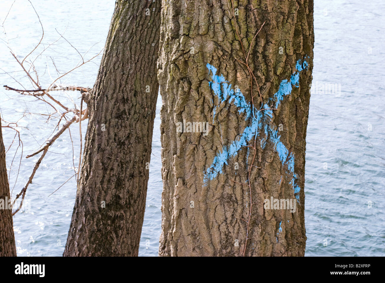 Tree near a river with a large blue X marked on it Stock Photo - Alamy