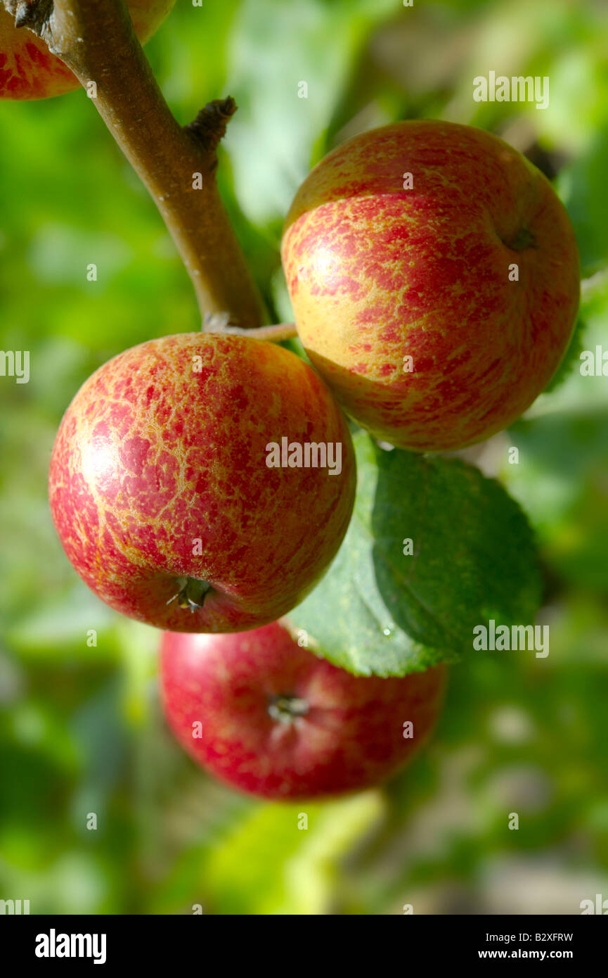 Faxton Fortune red apples on the tree Stock Photo - Alamy